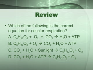 Cellular_Respiration.ppt................. | PPT