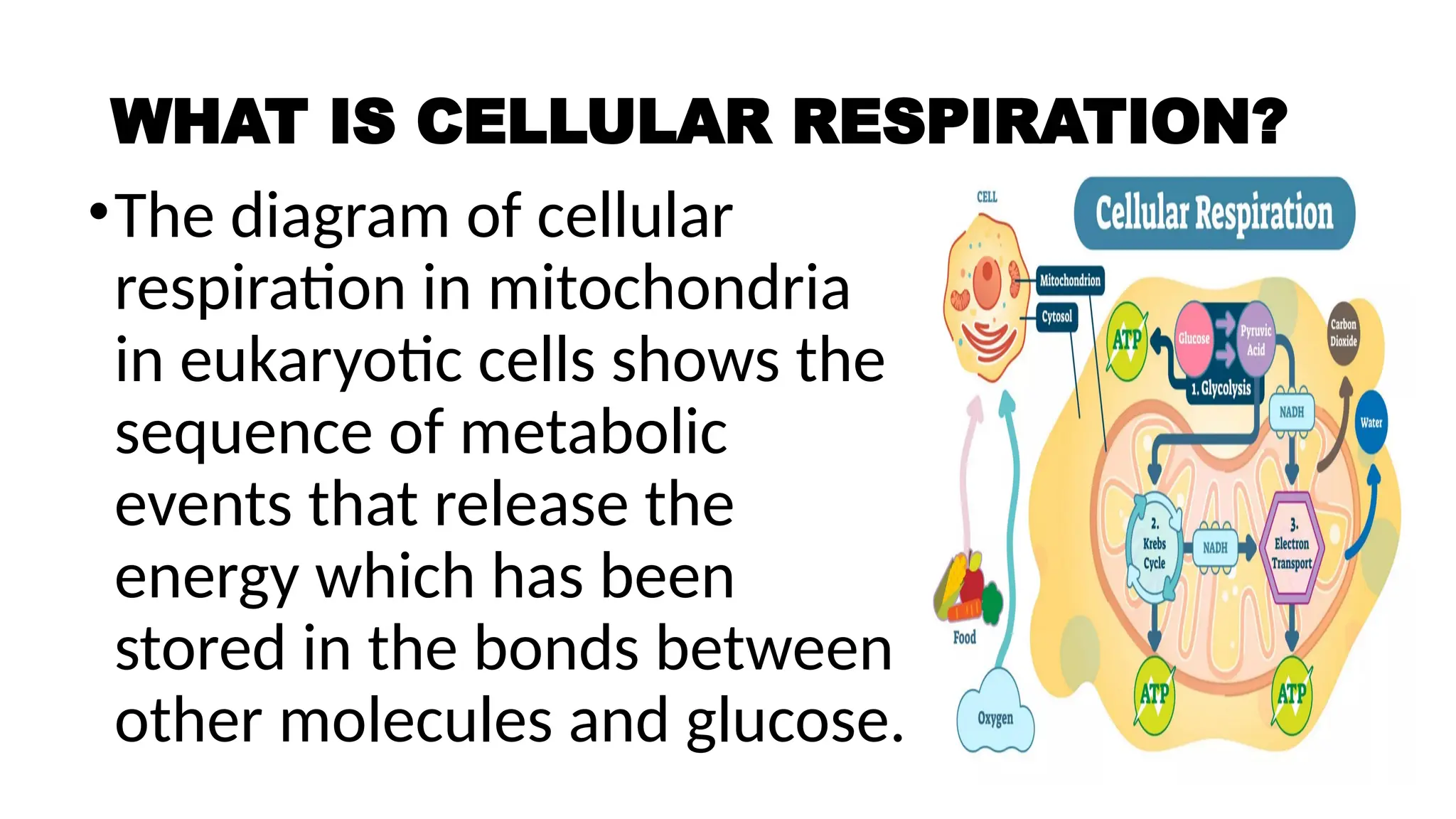 SCIENCE 9 QUARTER 1 BIOLOGY CELLULAR RESPIRATION.pptx
