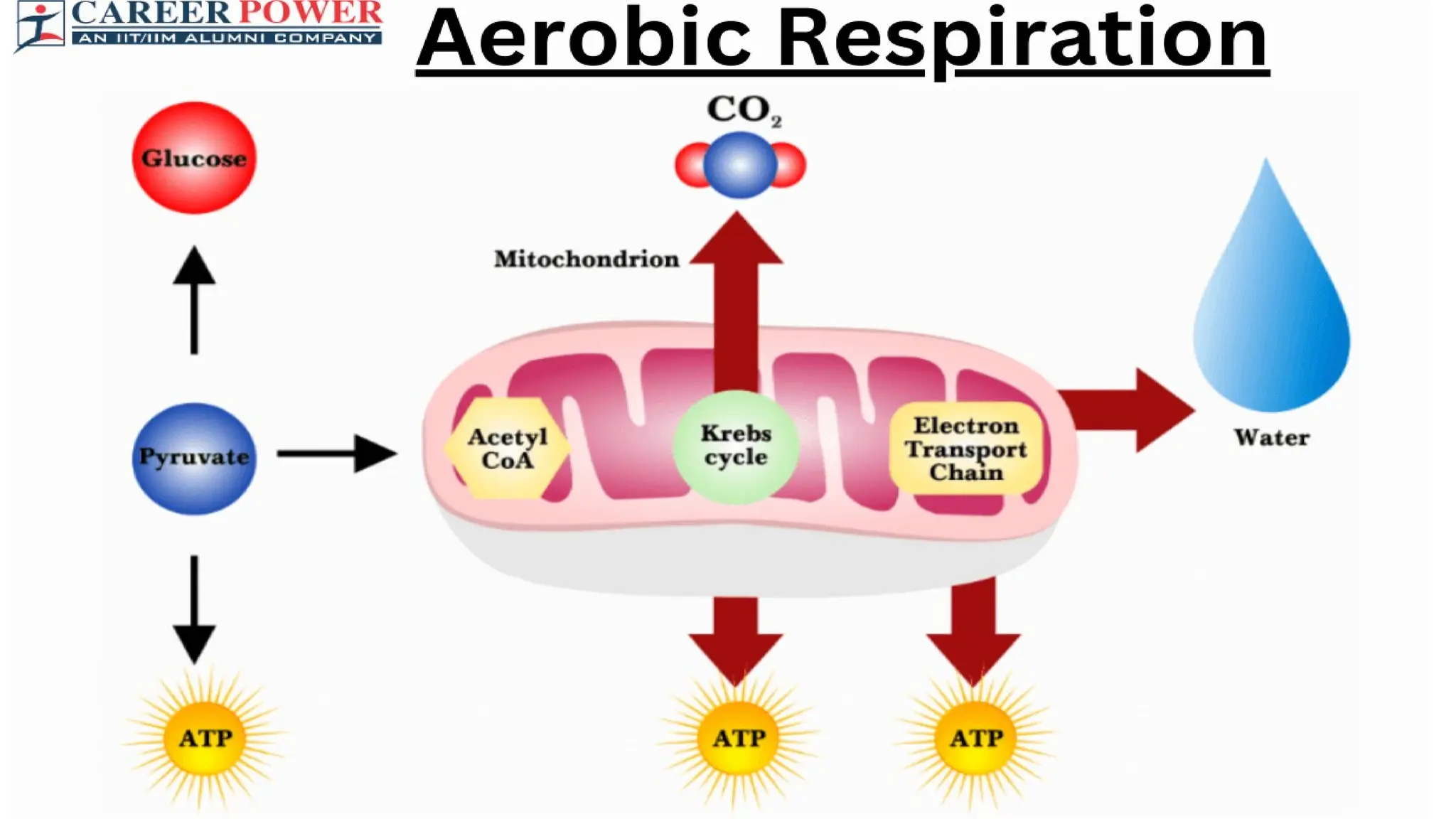SCIENCE 9 QUARTER 1 BIOLOGY CELLULAR RESPIRATION.pptx
