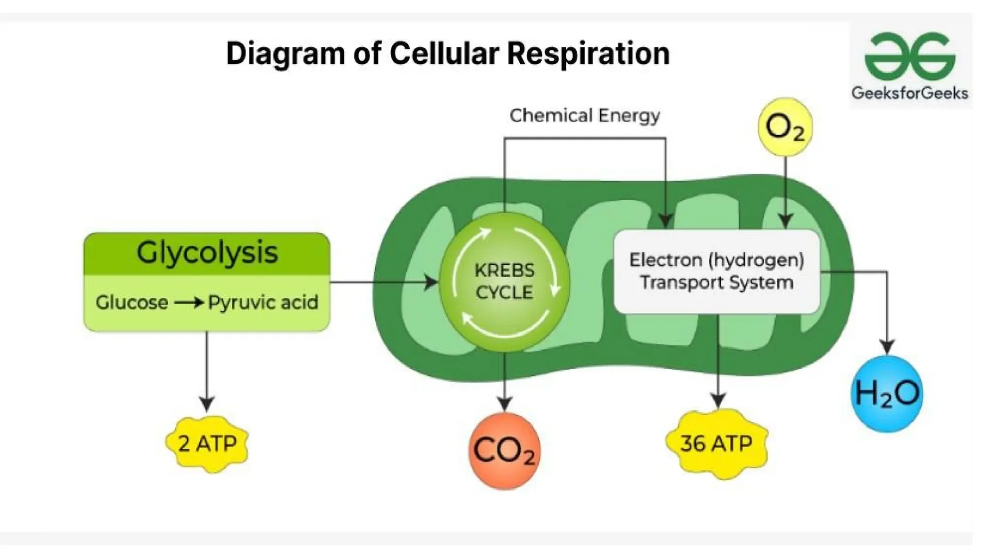 SCIENCE 9 QUARTER 1 BIOLOGY CELLULAR RESPIRATION.pptx
