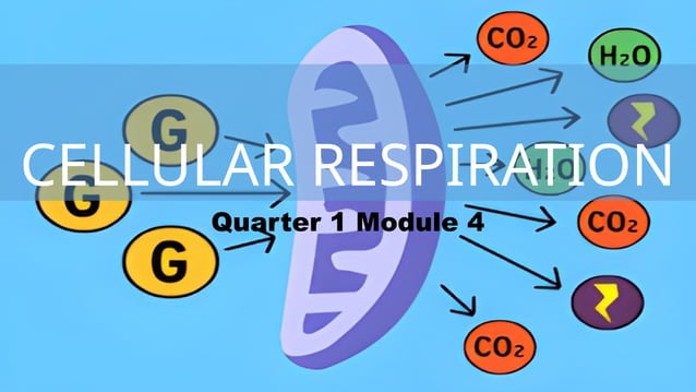 SCIENCE 9 QUARTER 1 BIOLOGY CELLULAR RESPIRATION.pptx