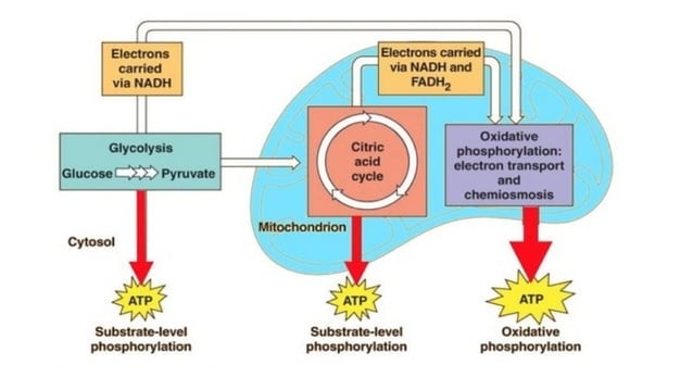 SCIENCE 9 QUARTER 1 BIOLOGY CELLULAR RESPIRATION.pptx