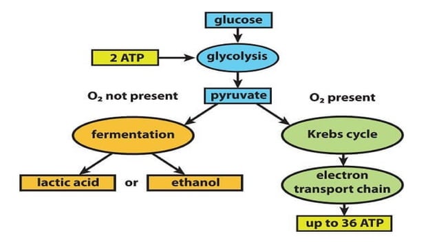 SCIENCE 9 QUARTER 1 BIOLOGY CELLULAR RESPIRATION.pptx