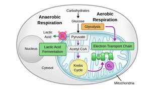 SCIENCE 9 QUARTER 1 BIOLOGY CELLULAR RESPIRATION.pptx