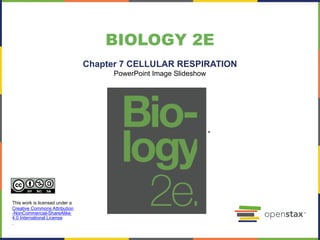 Cellular Respiration Powerpoint Notes for Biology | PPTX