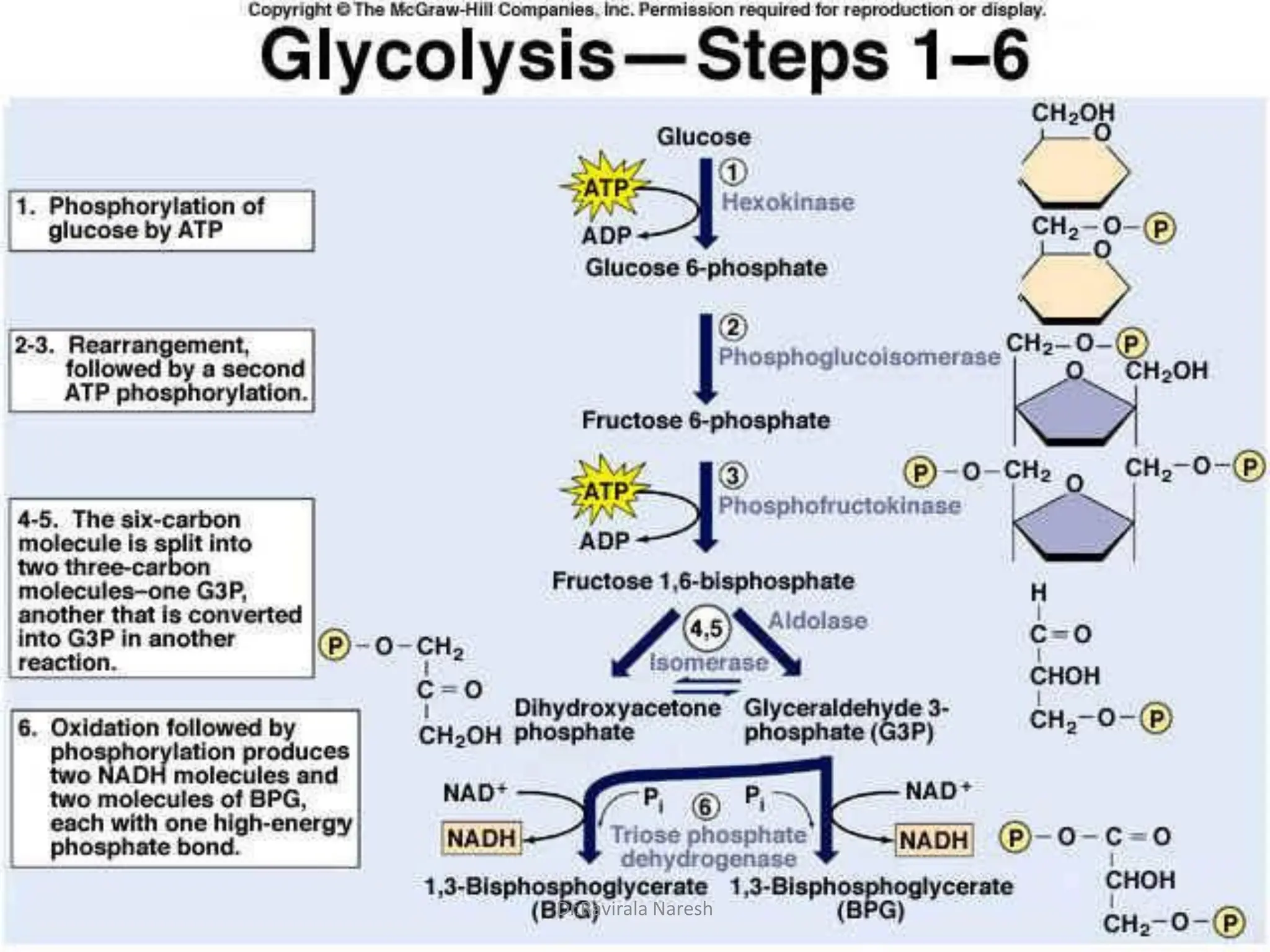CELLULAR RESPIRATION-GLYCOLYIS,KREBS CYCLE,ELECTRON TRANSPORT | PDF