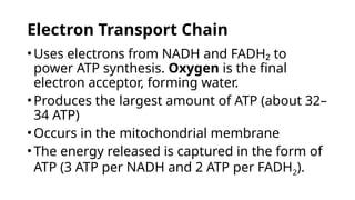 Cellular respiration and Its Three Main Steps | PPTX