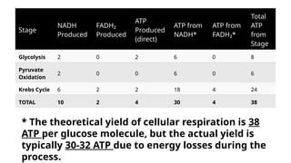 Cellular respiration and Its Three Main Steps | PPTX