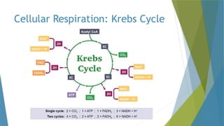 Cellular Respiration notes and Key ideas | PPTX
