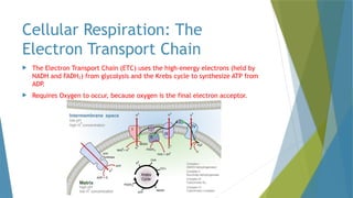 Cellular Respiration notes and Key ideas | PPTX