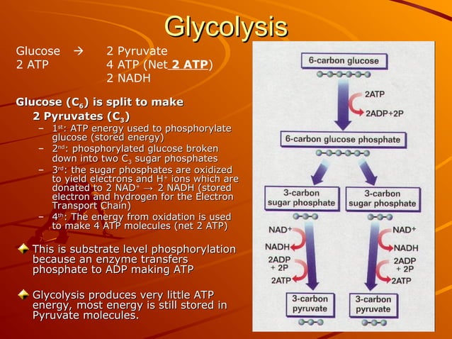 cellular_respiration_2 Biology grade 9.ppt