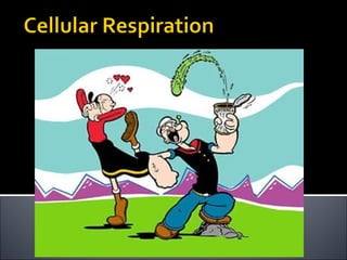 Cellular Respiration Animation