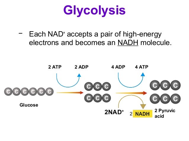 Chapter 7 Cellular Respiration