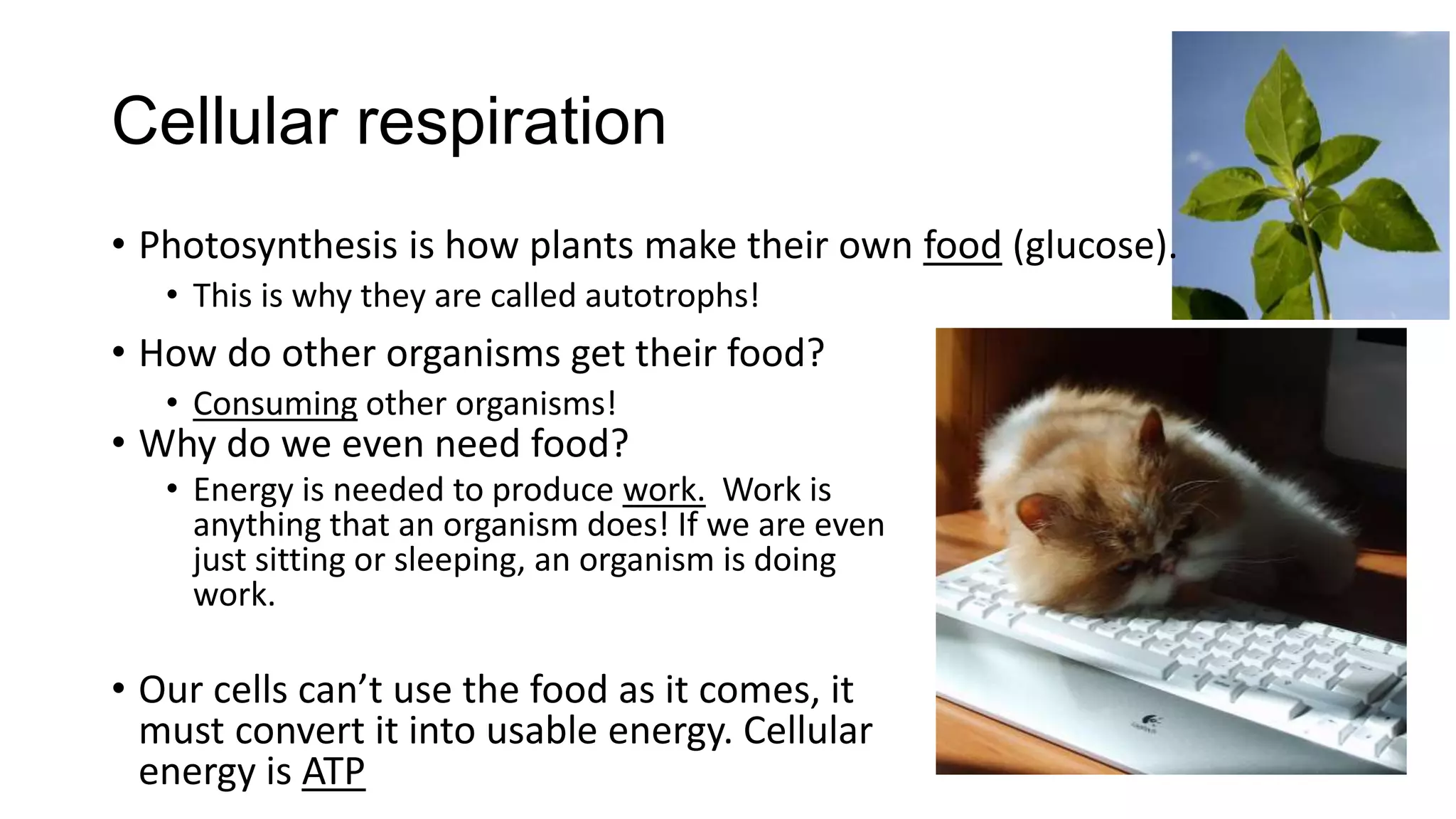 cellular respiration 2022.pptx | Biological Sciences | Science