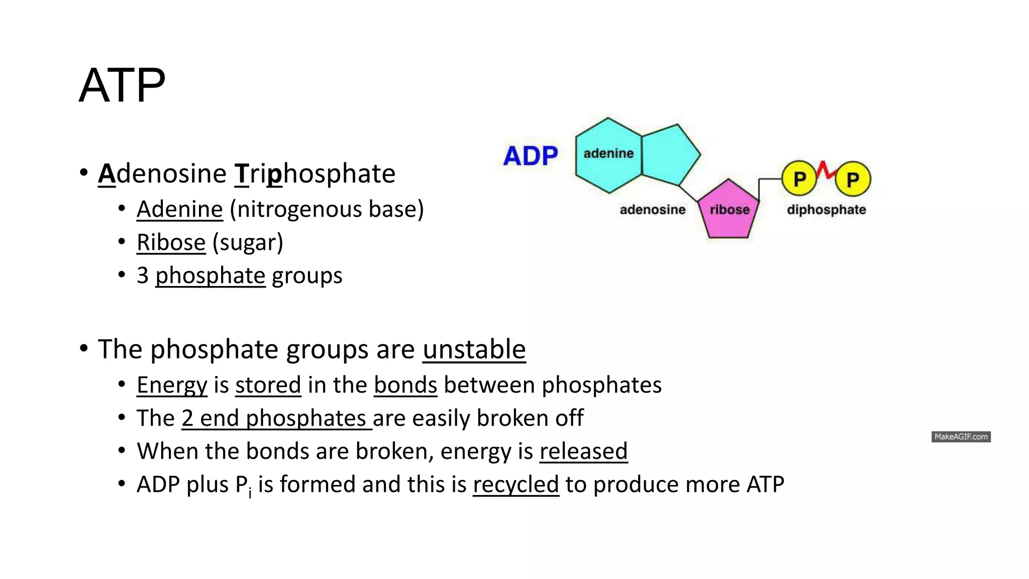 cellular respiration 2022.pptx | Biological Sciences | Science