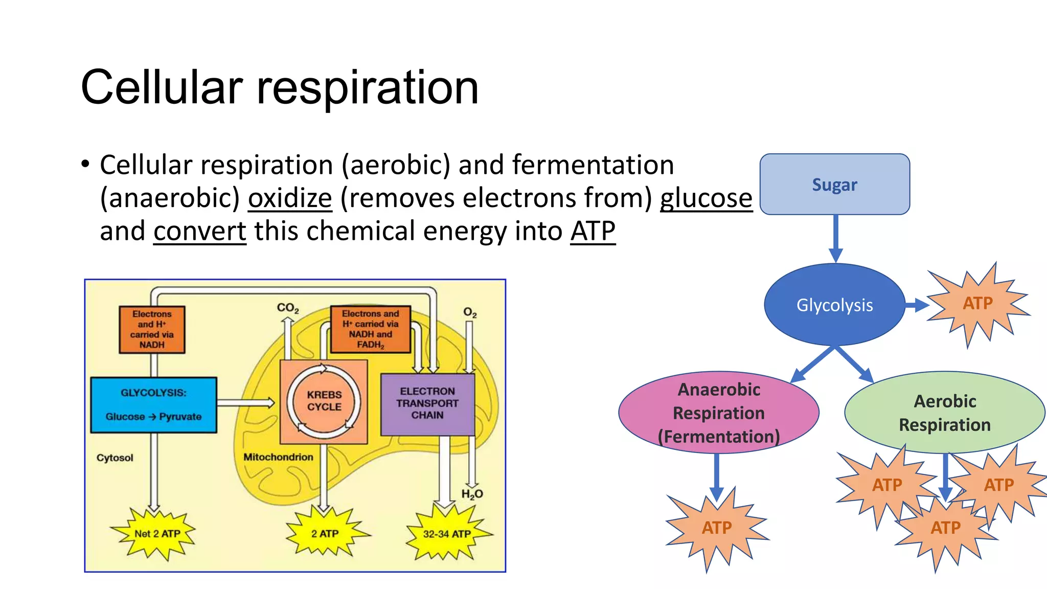 cellular respiration 2022.pptx | Biological Sciences | Science