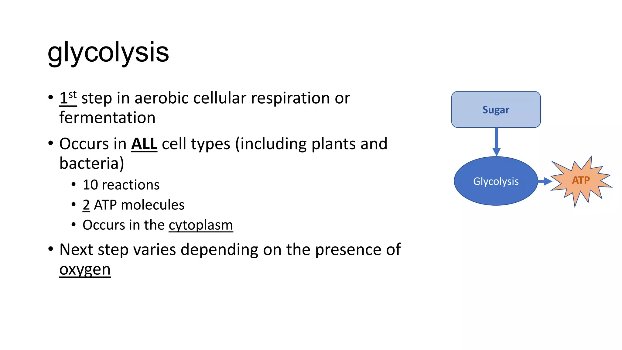 cellular respiration 2022.pptx | Biological Sciences | Science