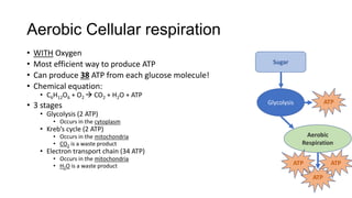 cellular respiration 2022.pptx | Biological Sciences | Science