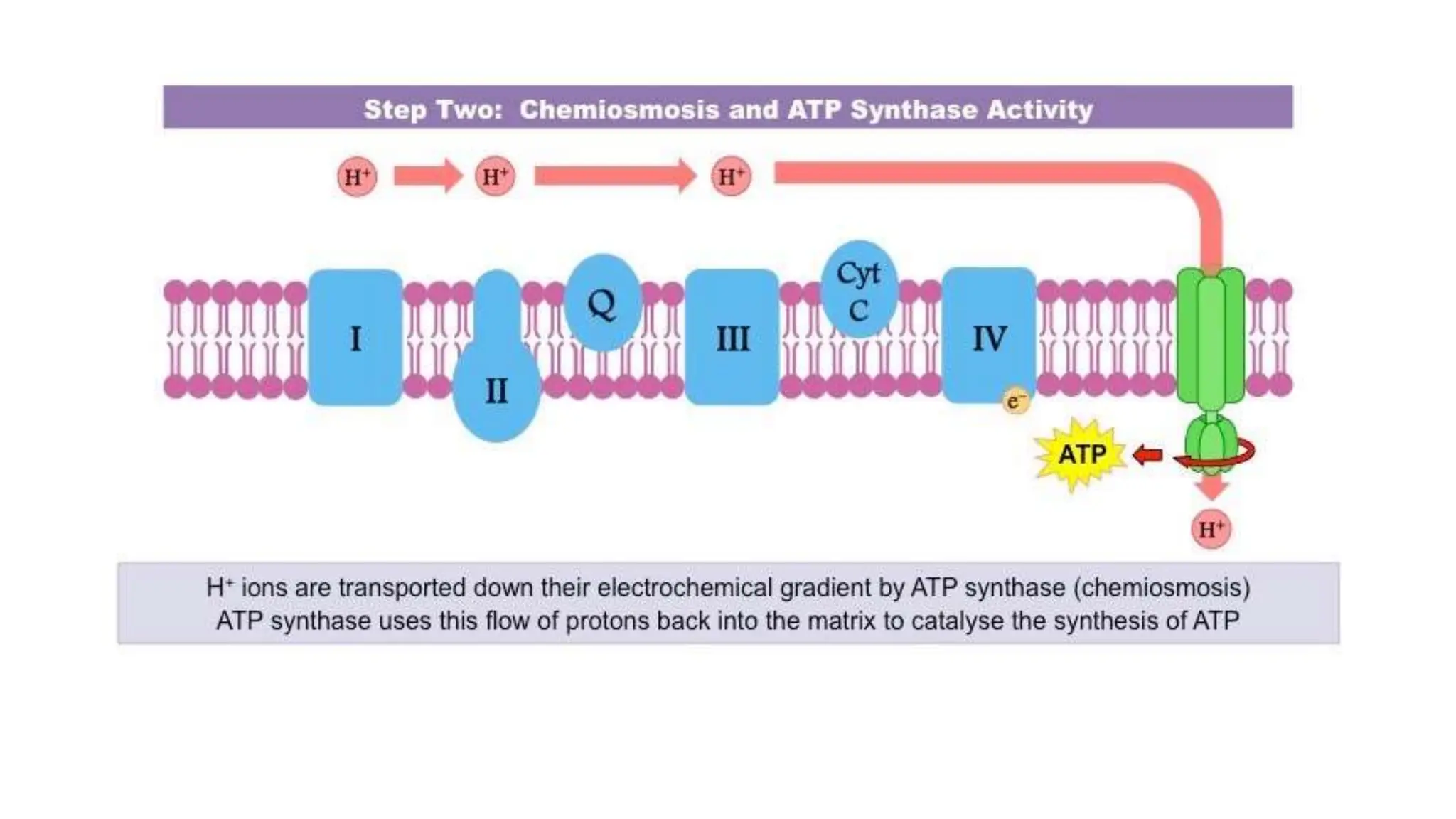 cellular respiration and ATP stnthesis update .pptx