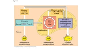 cellular respiration and ATP stnthesis update .pptx
