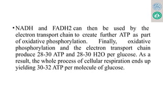 Cellular respiration and Biological oxidation.pptx