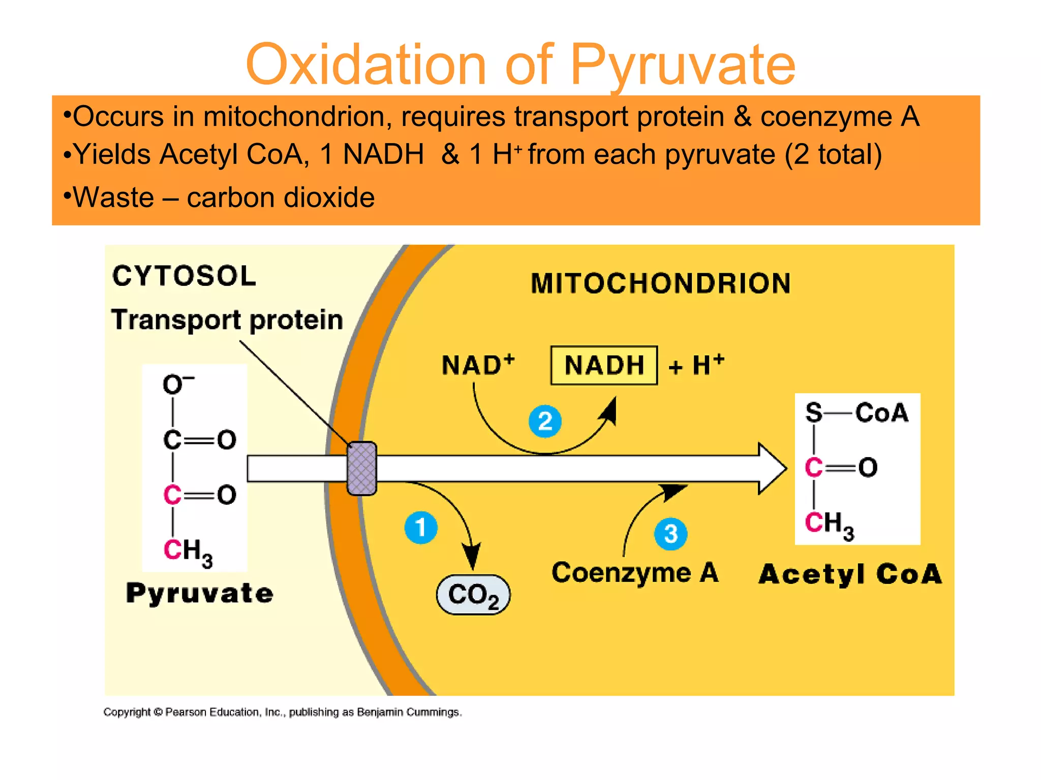 Cellular Respiration Bio2 | PPT