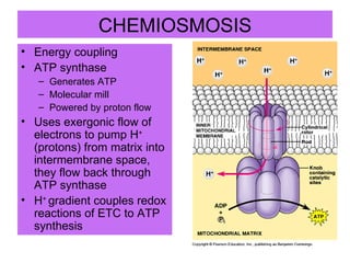 Cellular Respiration Bio2 | PPT