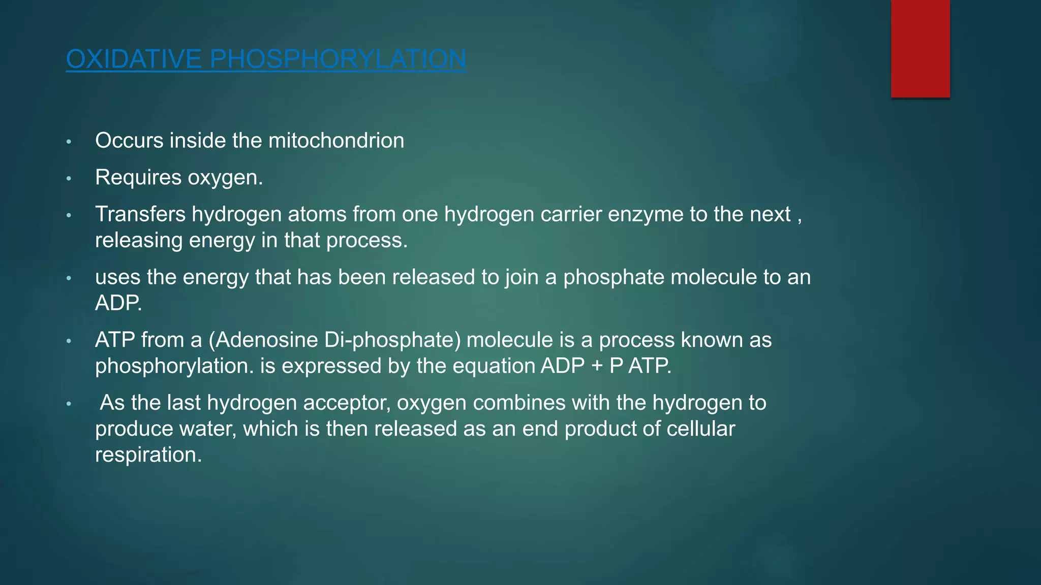 CELLULAR RESPIRATION copy.pptx