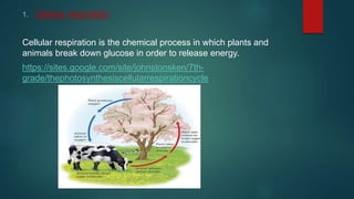 CELLULAR RESPIRATION copy.pptx