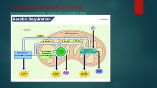 CELLULAR RESPIRATION copy.pptx