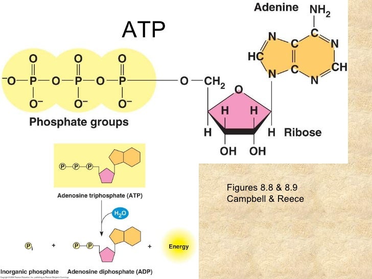 Cellular Respiration CR Chapter 8 And 9 version 2.0