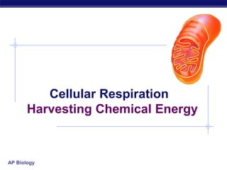 SUMMARY CELLULAR RESPIRATION | PPT | Chemistry | Science