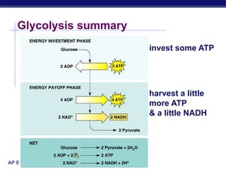 SUMMARY CELLULAR RESPIRATION | PPT
