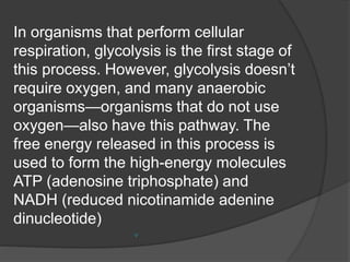 Cellular Respiration presentation by Maria Rashid | PPTX