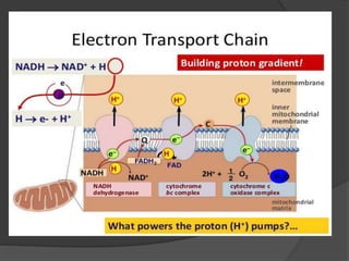 Cellular Respiration presentation by Maria Rashid | PPTX