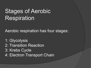 Cellular Respiration presentation by Maria Rashid | PPTX