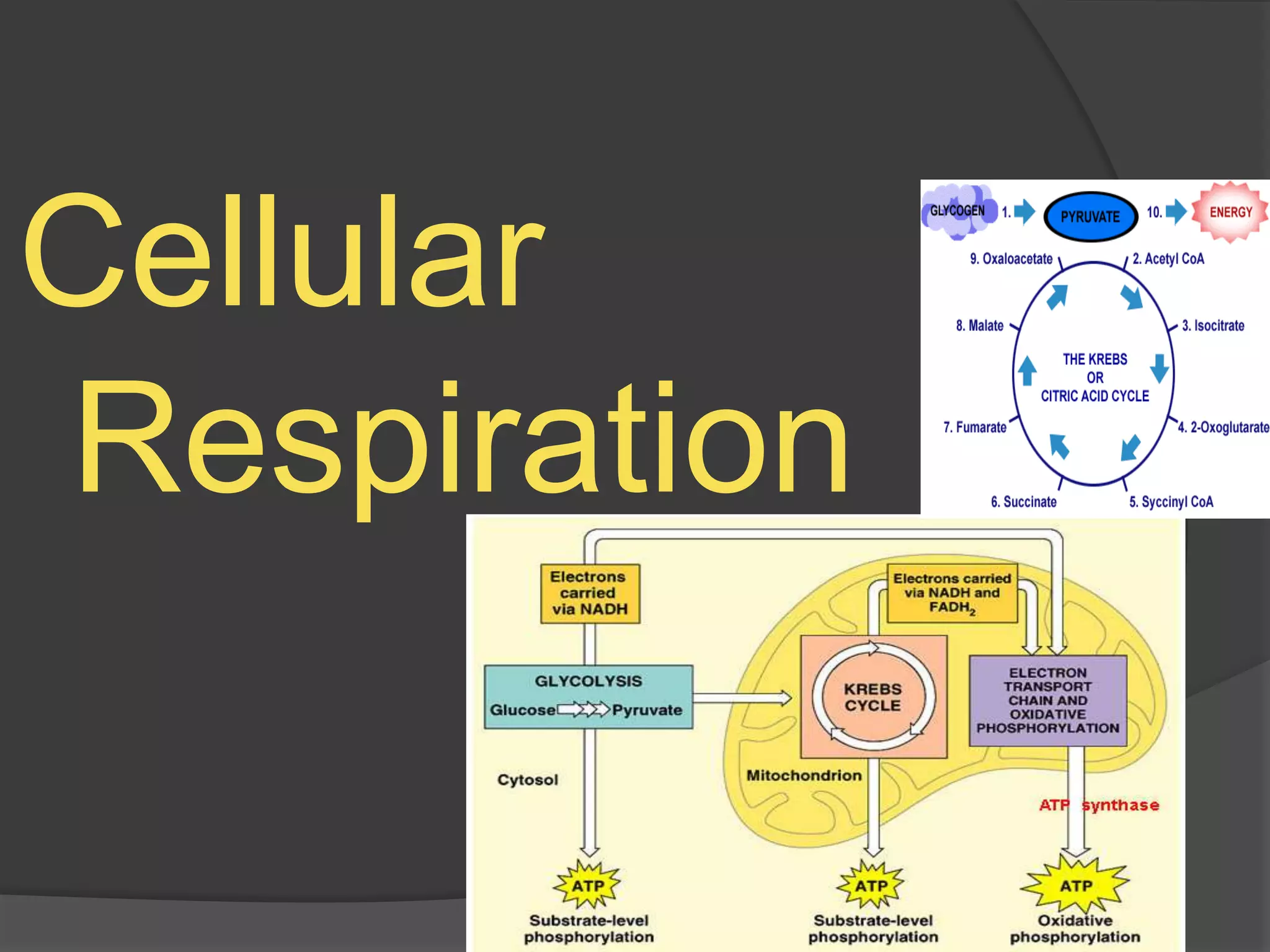 Cellular respiration in detail | PPTX