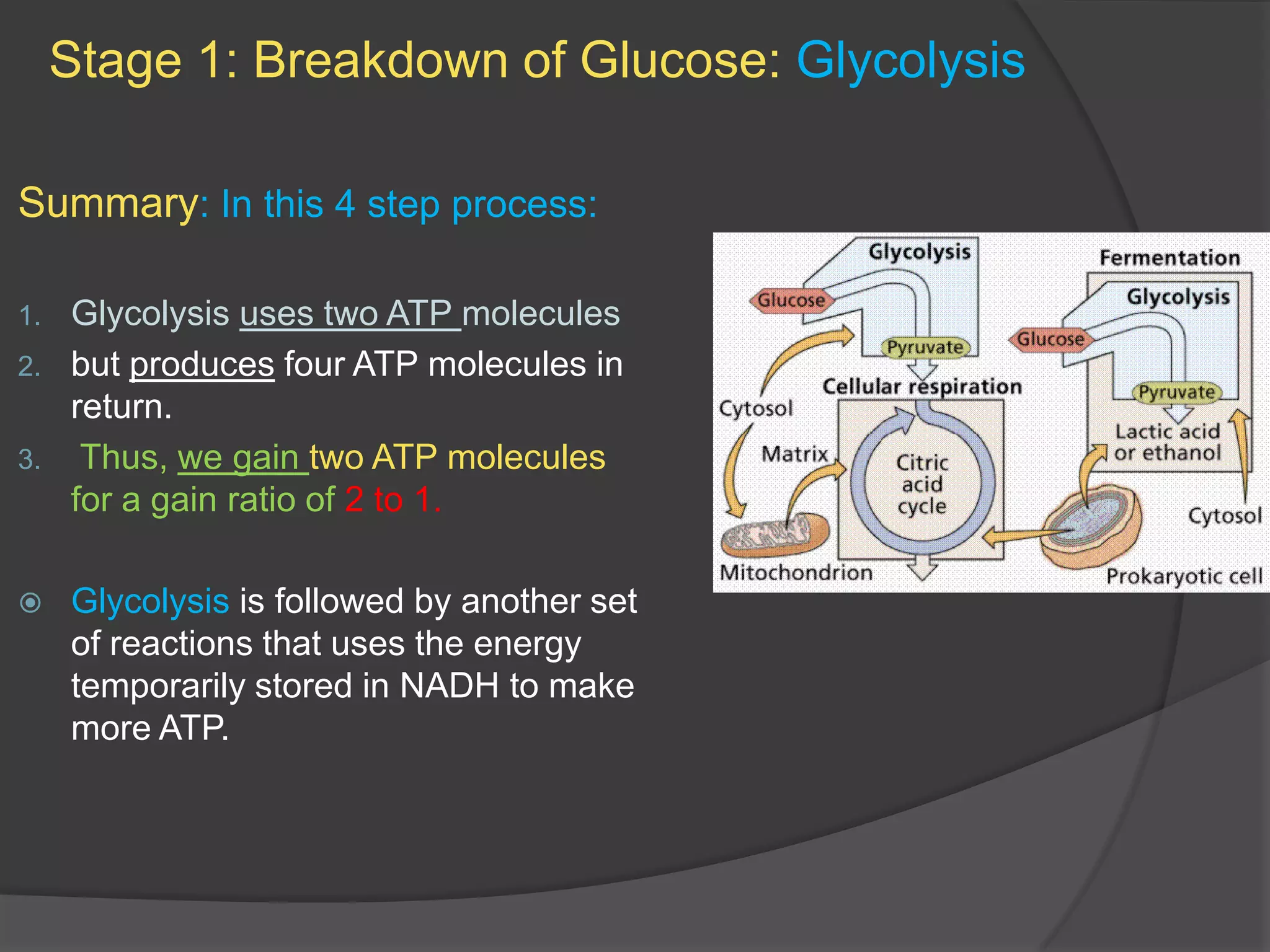 Cellular respiration in detail | PPTX