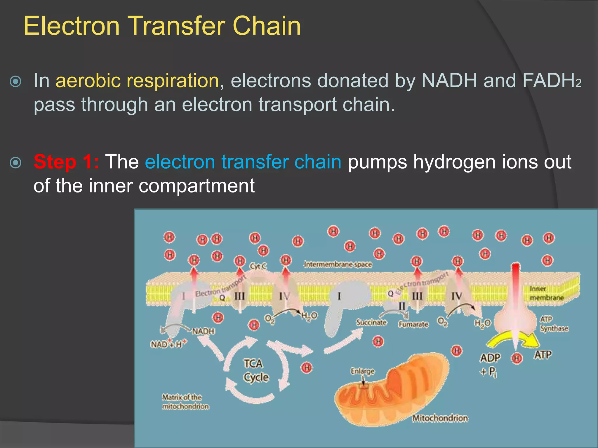 Cellular respiration in detail | PPTX