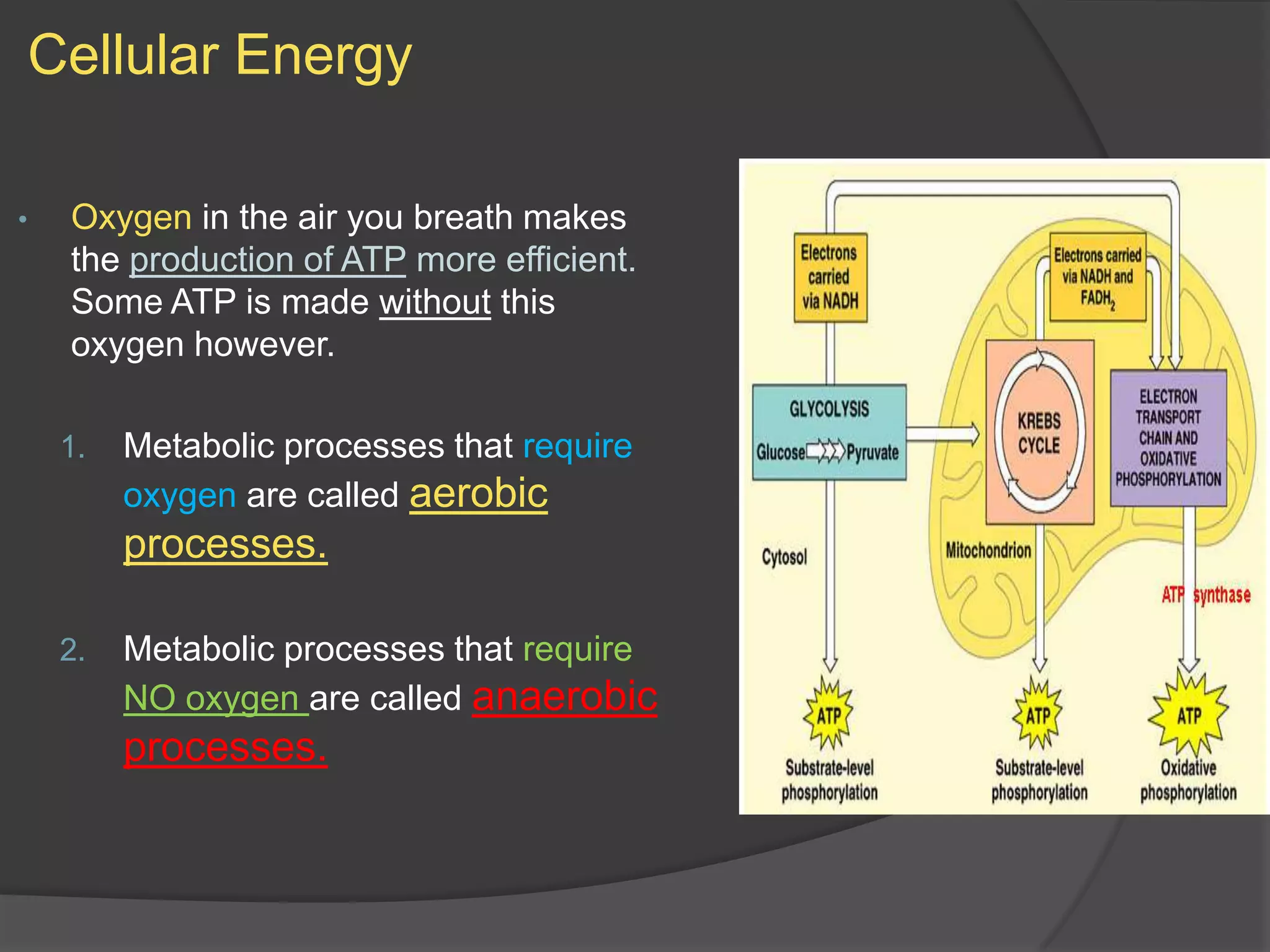 Cellular respiration in detail | PPTX