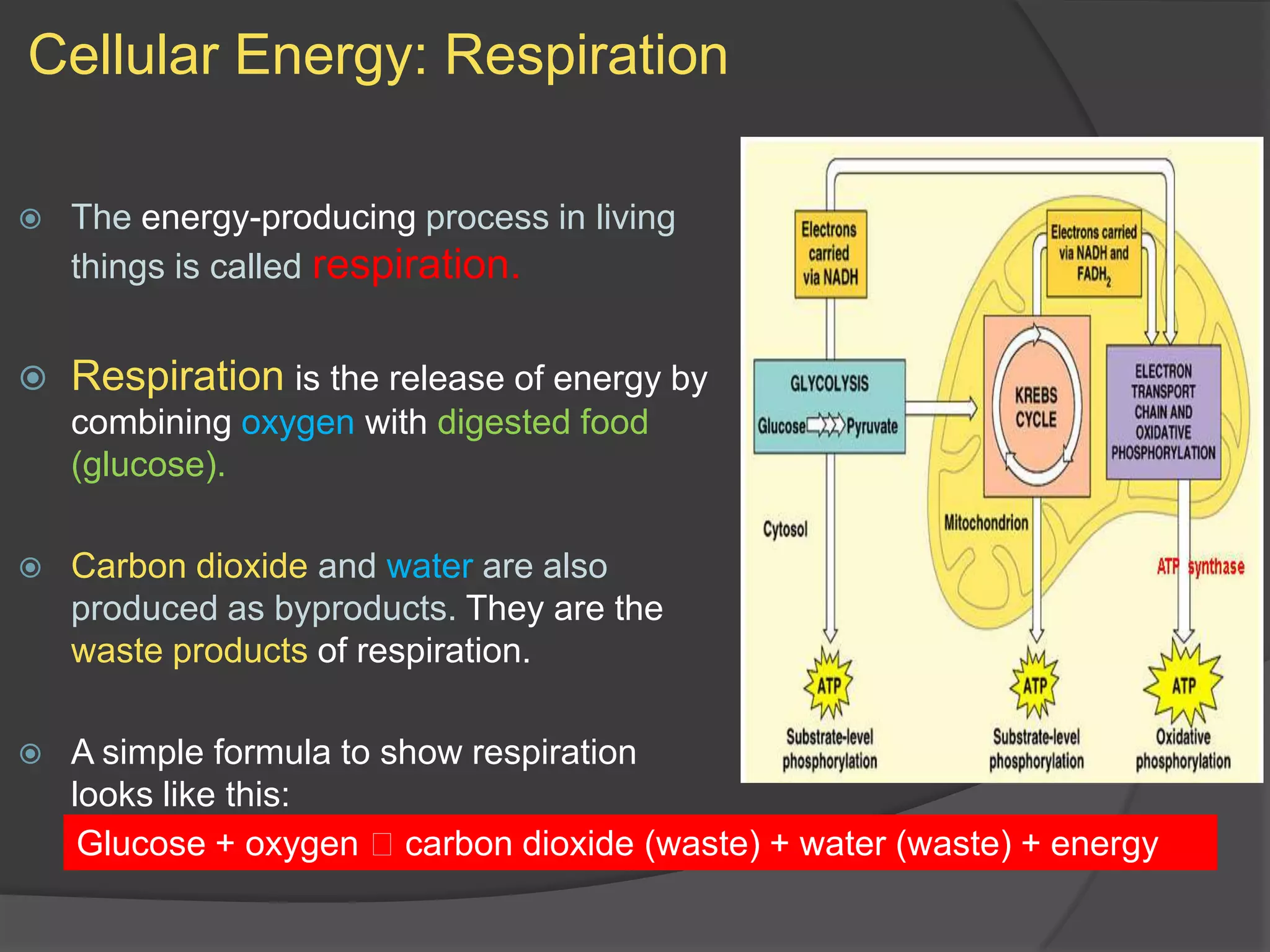 Cellular respiration in detail | PPTX
