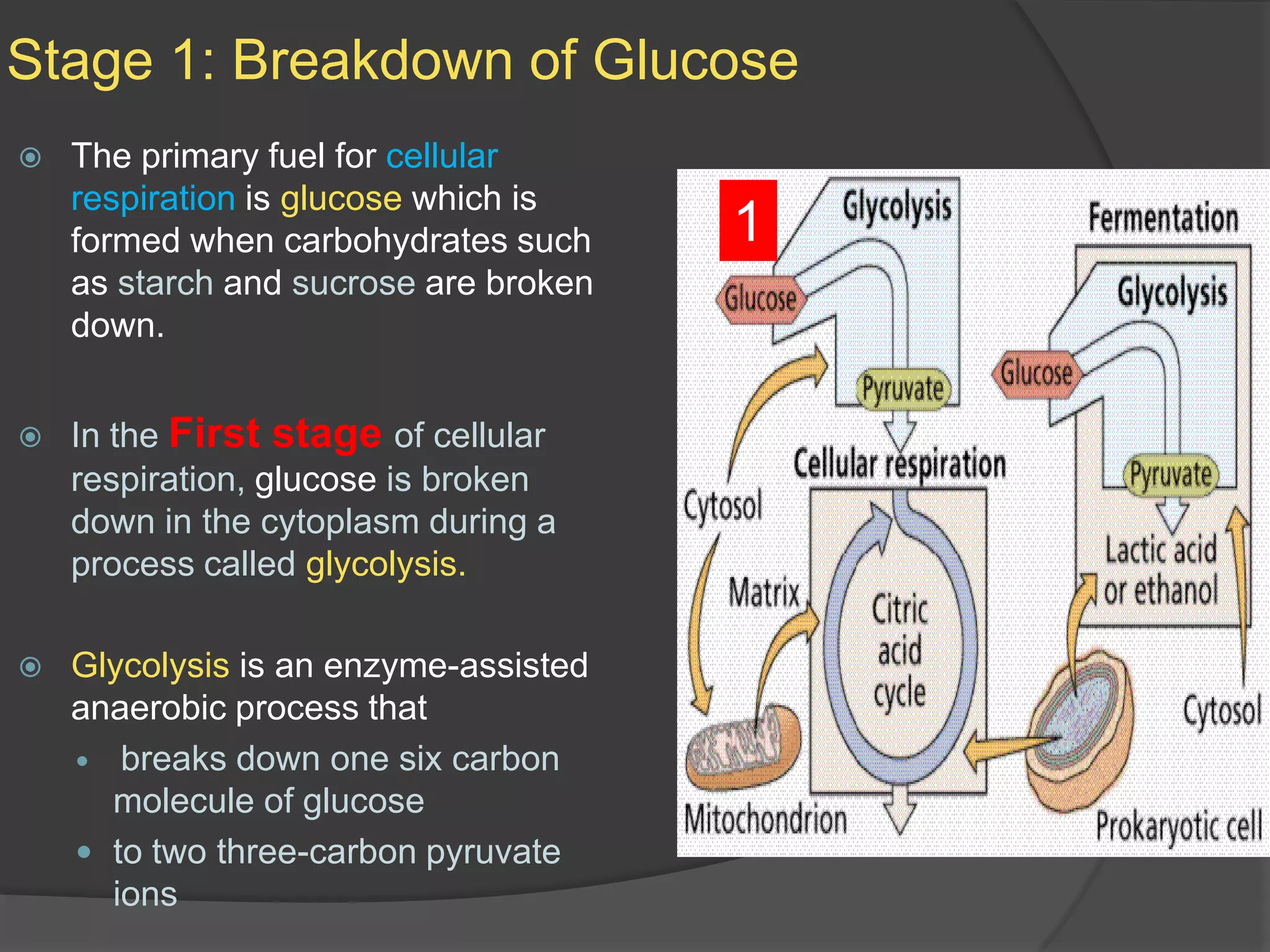 Cellular respiration in detail | PPTX