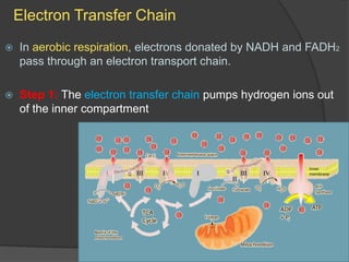 Cellular respiration in detail | PPTX