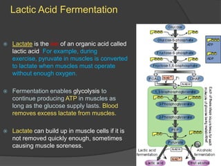 Cellular respiration in detail | PPTX