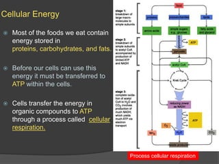 Cellular respiration in detail | PPTX