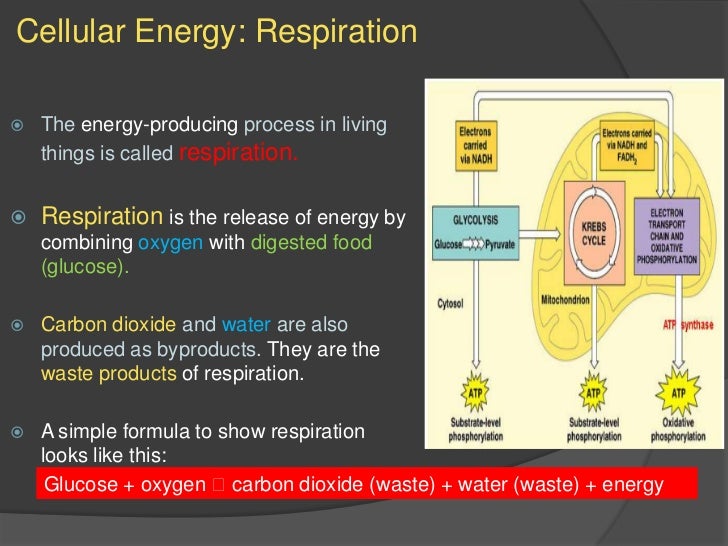 Cellular respiration in detail