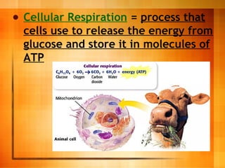 Cellular respiration introduction general for 9th grade biology | PPT