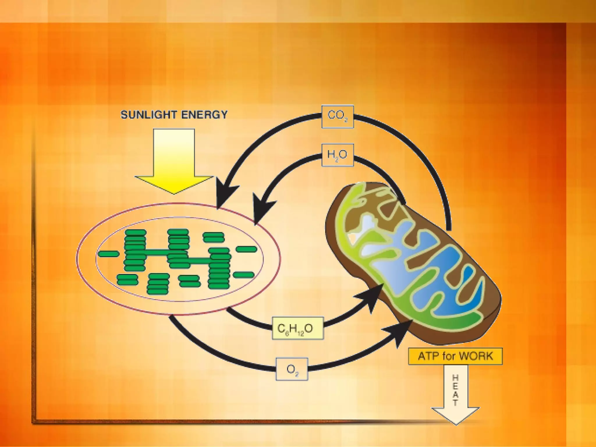 Cellular respiration introduction for 9th grade biology | PPT