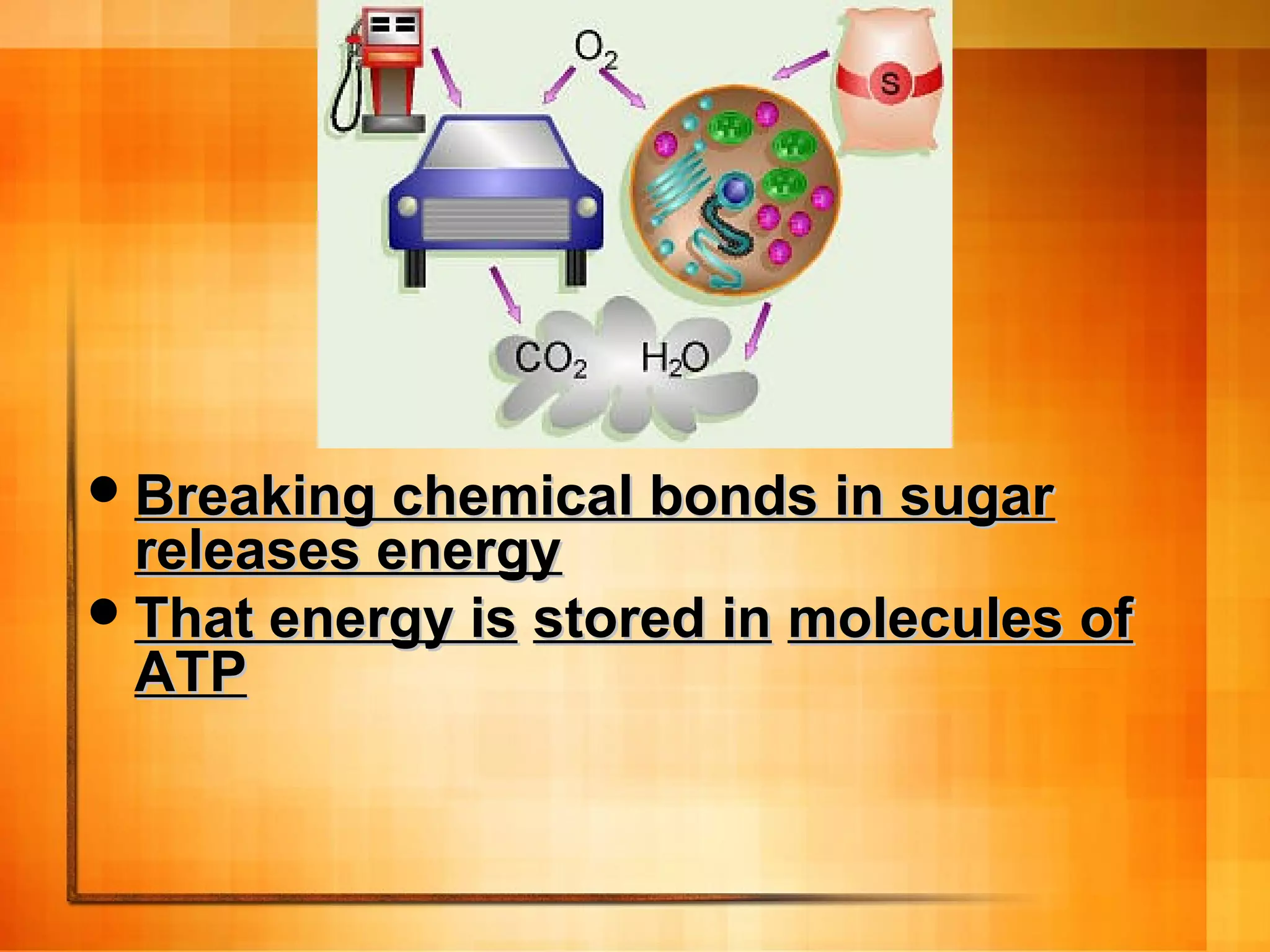 Cellular respiration introduction for 9th grade biology | PPT