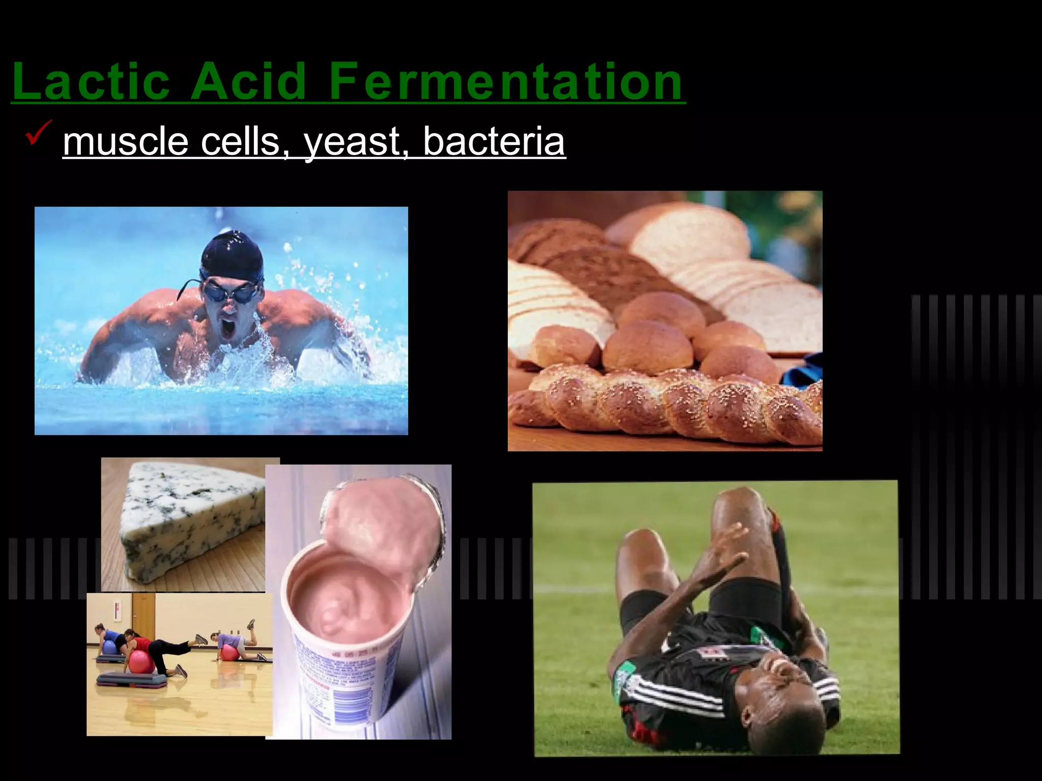 Cellular respiration introduction for 9th grade biology | PPT